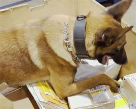 Droga enviada pelos Correios é apreendida pela PCDF