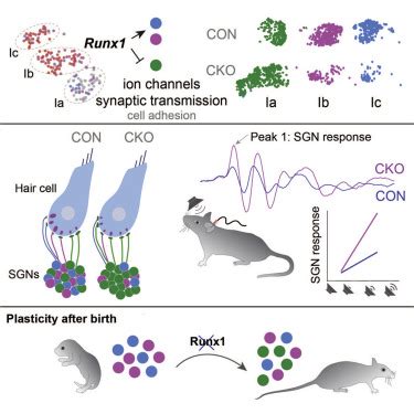 Runx1 Controls Auditory Sensory Neuron Diversity In Mice Developmental