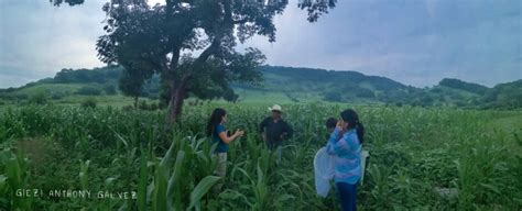 Projects Insect Agroecology And Evolution Lab