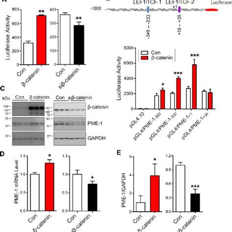 β Catenin Enhances Pme 1 Expression A β Catenin Or Siβ Catenin Was