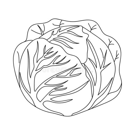 Detailed Illustration Of A Cabbage With Visible Leaf Structure And