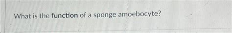 Solved What Is The Function Of A Sponge Amoebocyte