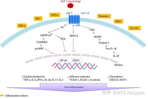 受体蛋白Receptor Proteins 知乎
