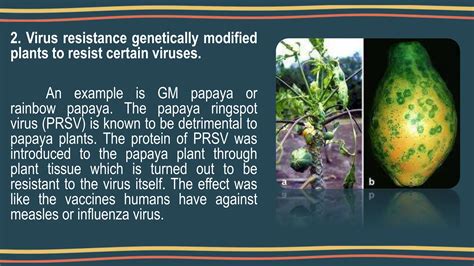 Genetically Modified Organisms Gmo Pptx
