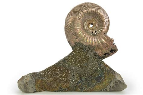 3 25 Iridescent Pyritized Ammonite Quenstedticeras Fossil Display 316336 For Sale