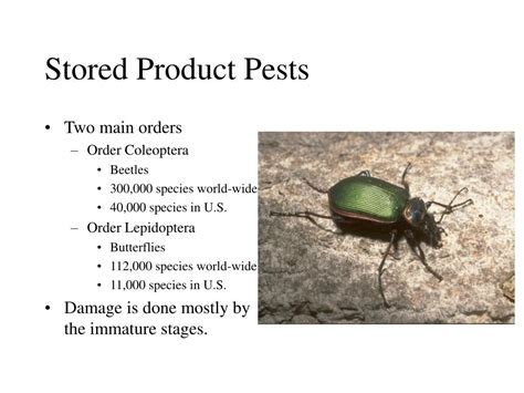 Ppt Stored Product Pests And Their Control Powerpoint Presentation