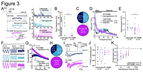 Reduced Intrinsic Gamma Oscillations Gamma Resonance And Short Term