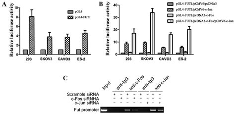 Role Of C Fos In The Regulation Of Fut1 A The Activity Of Human Fut1