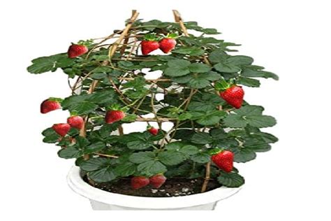 Strawberry Plants Regular Vs Climbing Garden Empowerment