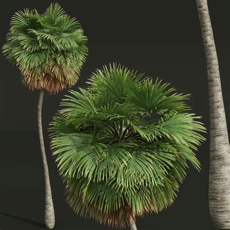 Artstation New Plant High Detail Borassus Flabellifer Medium Resources