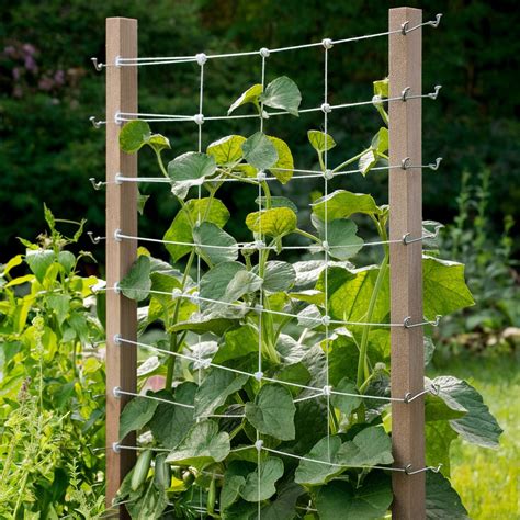 5 Easy And Cheap Trellises Ideas For Cucumbers Eddys Green Corner