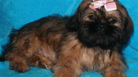 [100 ] Shih Tzu Wallpapers