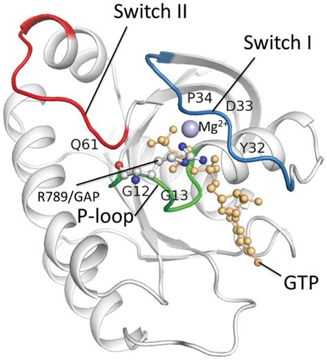 The Structure Contains Three Sensitive Sites The P Loop Green The