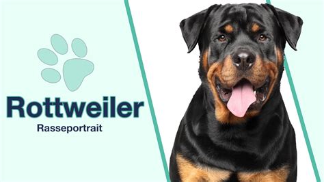 Rottweiler Im Rasseportrait Perfekt Als Diensthund Youtube