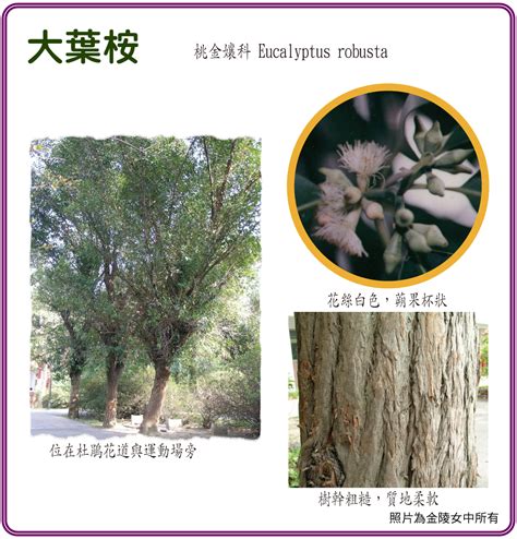 大葉桉