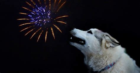 Heres How To Keep Your Dog Calm During 4th Of July Fireworks Cnet