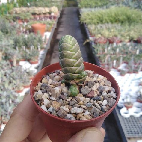 Crassula Barklyi Uhlig Kakteen More Than 5000 Different Species