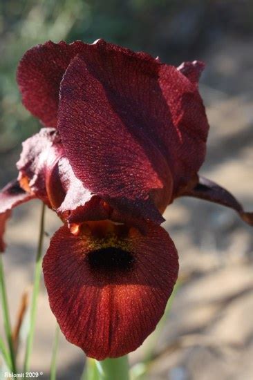 Aril Irises Pacific Bulb Society