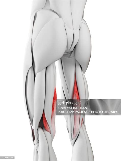 Semimembranosus Muscle Illustration High Res Vector Graphic Getty Images
