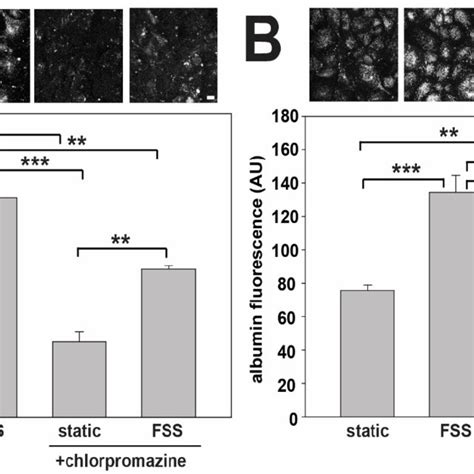 Flow Stimulated Endocytosis Is Clathrin And Dynamin Dependent