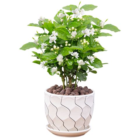 茉莉花