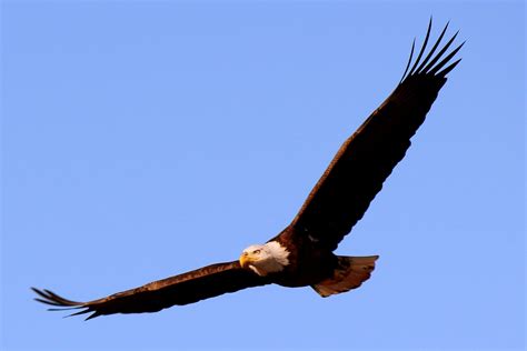 Bald Eagle Outdoor Alabama