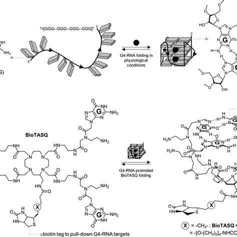 A Schematic Representation Of A Guanine Rich Rna Sequence Guanines