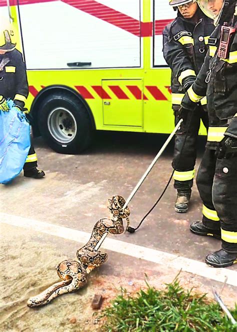 Special Assistance Cefspic Special Assistance Operations Cefs Pic Emergency Response Support