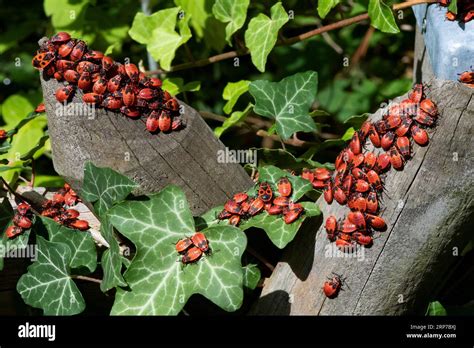 Fire Bugs Firebug Pyrrhocoris Apterus French Beetle Mass Assembly