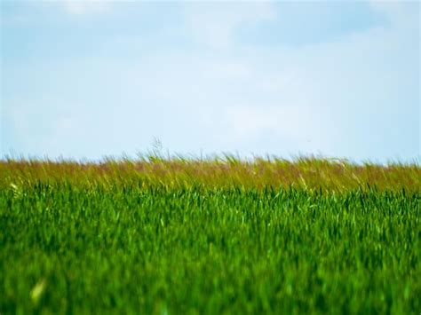 Page 43 Grass View Images Free Download On Freepik