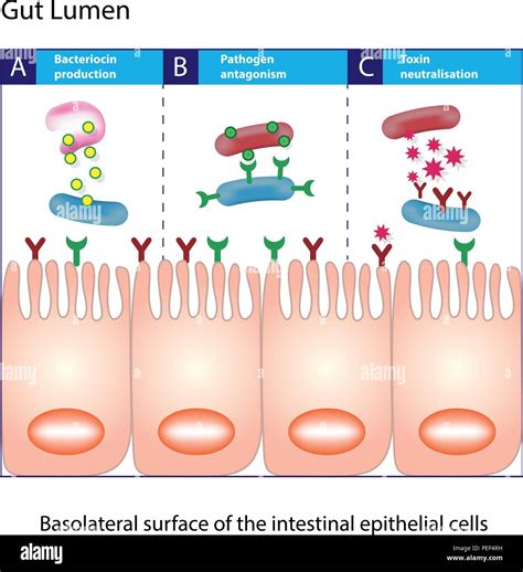 Gut Lumen Enterocytes Or Intestinal Absorptive Cells Small Intestine