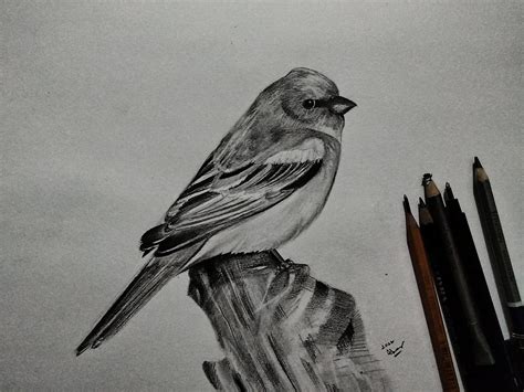 How To Draw Realistic Birds With Pencil