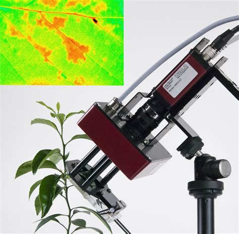 Ground Based Remote Sensing Of Solar Induced Chlorophyll Fluorescence Of Evergreen And Drought