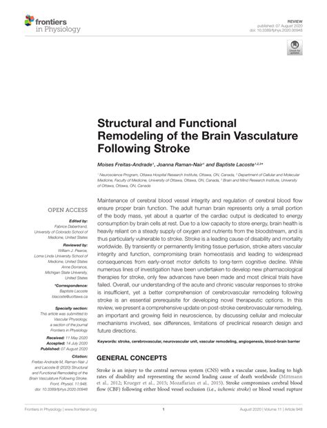Pdf Structural And Functional Remodeling Of The Brain Vasculature