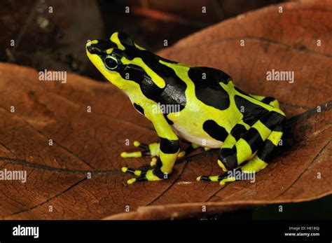 Condoto Stubfoot Toad Atelopus Spurrelli Utria National Park