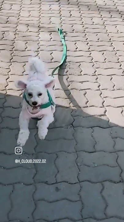 차크닉 바다멍 차박 캠핑카꾸미기 스타렉스캠핑카강아지와 매주 떠나는 차크닉 Youtube