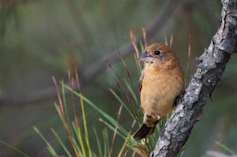Bird Album On Imgur