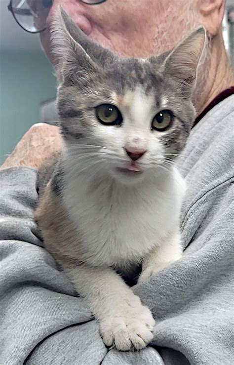 Cats For Adoption In Pensacola Florida Alpha Paw