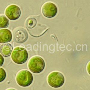 淡水小球藻 GY D19 Chlorella sp 上海光语生物科技有限公司