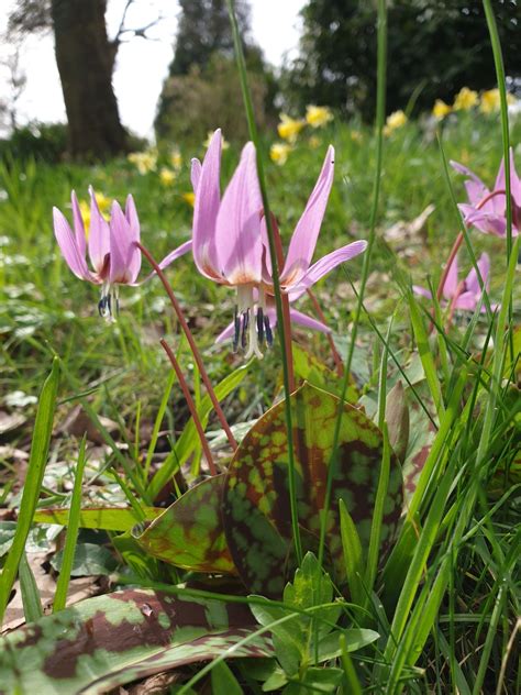 Erythronium Dens Canis Old Aberdeen Beth Chattos Plants And Gardens