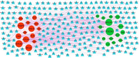 Target Gene—tf Regulatory Network Between Target Genes The Sky Blue