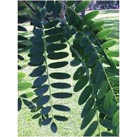 Tipuana Evergreen Trees Mature Perth Wa