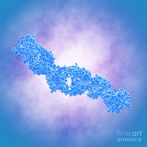 Cross Reactive Hiv Antibody Fragment Photograph By Mehau Kulyk Science Photo Library Pixels