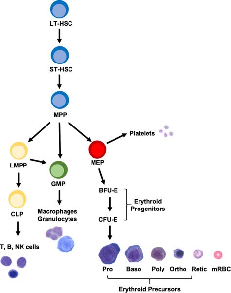 Colony Forming Unit E An Overview Sciencedirect Topics 59 Off