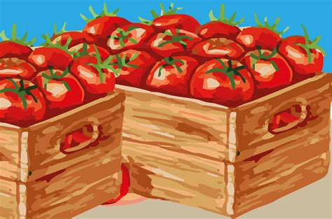 Virus Rugoso Del Tomate Argentinagobar