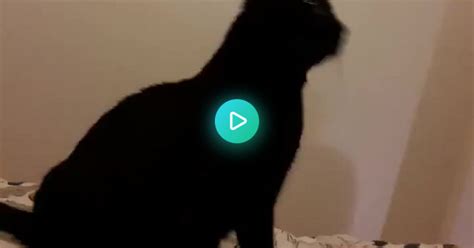 Predator Album On Imgur