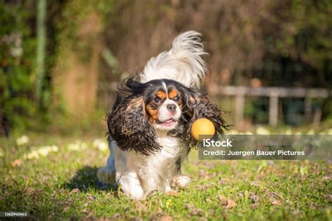카발리에 킹 찰스 스패니얼은 녹색 초원의 정원에서 노란색 공을 가지고 연주합니다 달리기 할 때 플로피 귀를 가진 세 개의 색깔의 작은 개 0명에 대한 스톡 사진 및 기타
