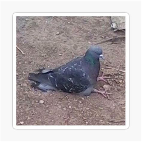 Sad Pidgeon Sticker For Sale By Lilquack Redbubble