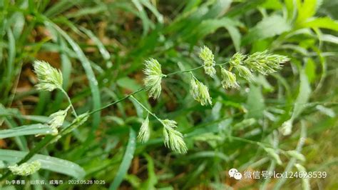 Dactylis Glomerata