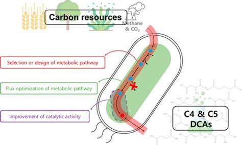 大肠杆菌代谢工程生产各种c4和c5 二元酸的最新进展 Journal Of Agricultural And Food Chemistry